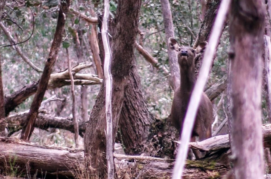 Shop Hunting Gear Online - Mansfield Hunting & Fishing - Australia